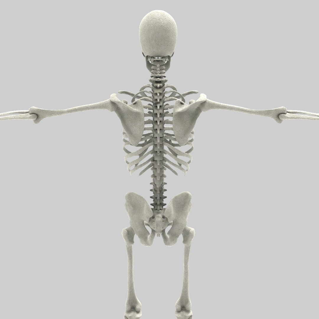 Skeleton Max
