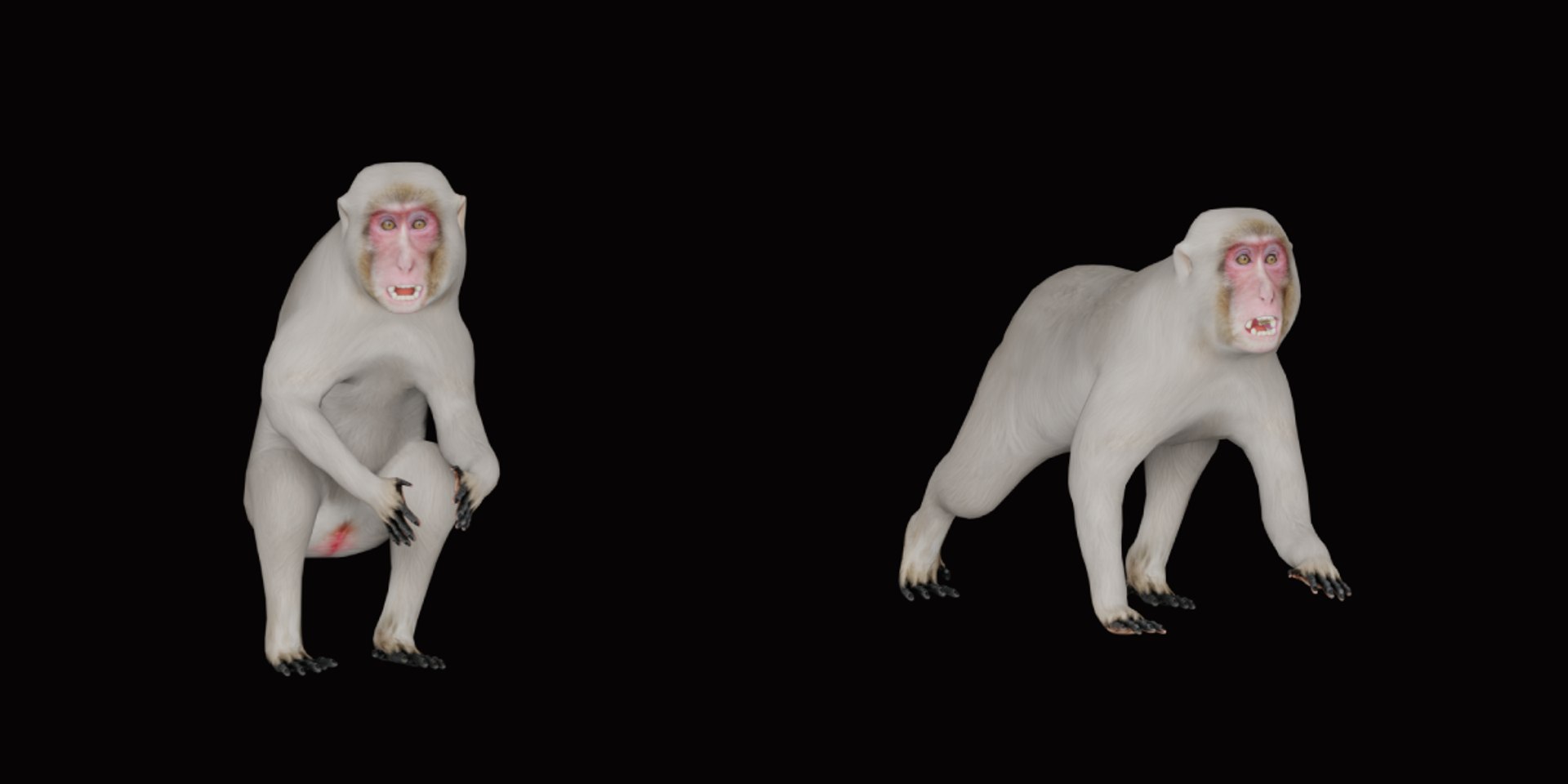 3D Snow Monkey Japanese Macaque Model - TurboSquid 2294969