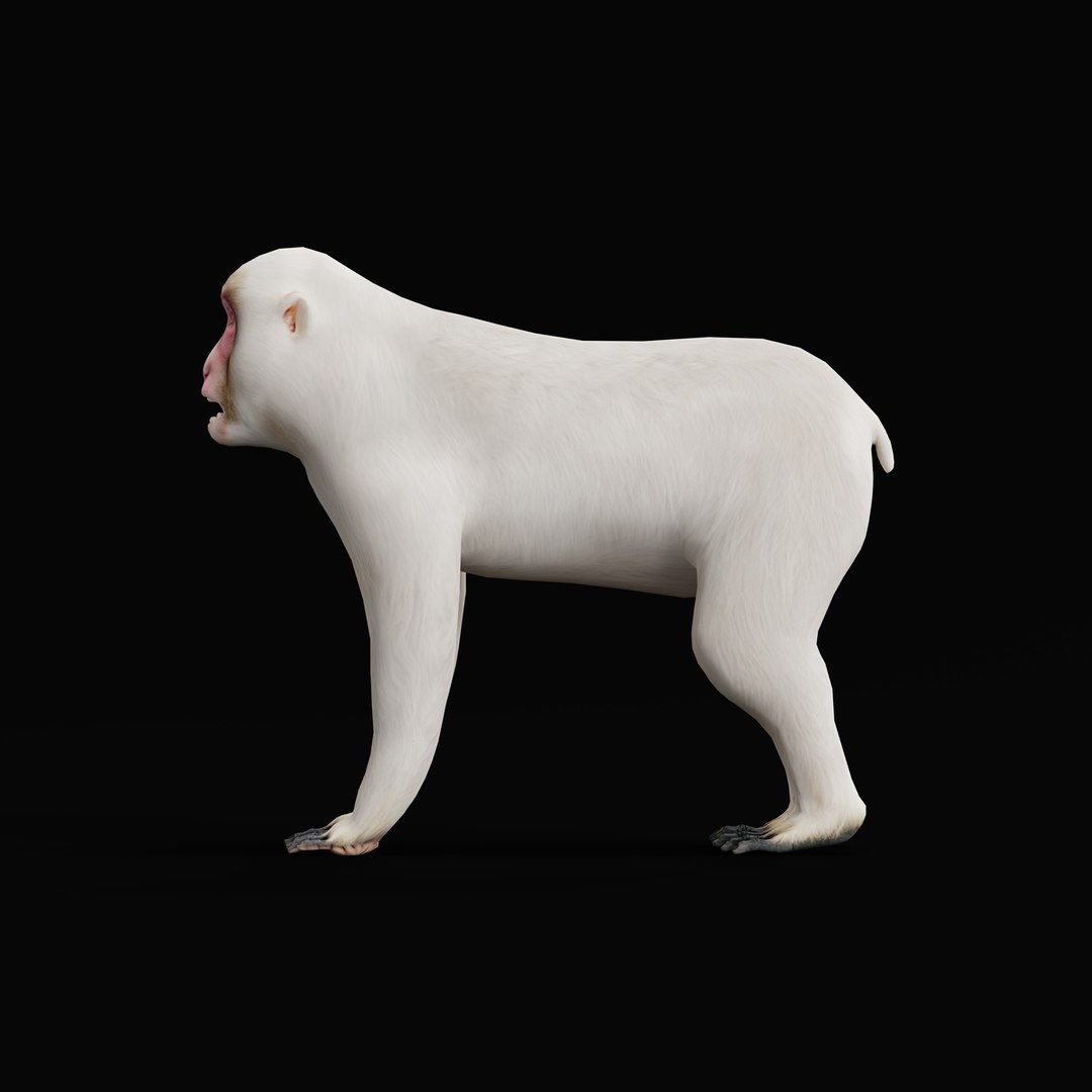 3D Snow Monkey Japanese Macaque Model - TurboSquid 2294969