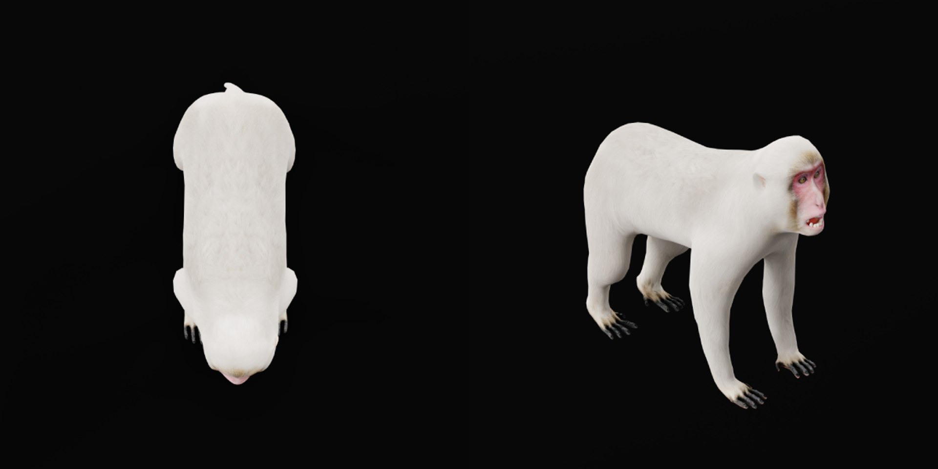 3D Snow Monkey Japanese Macaque Model - TurboSquid 2294969