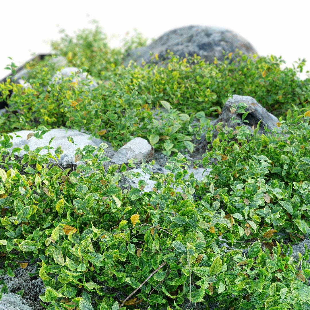 Plants In Rocky Base 3D Model - TurboSquid 1954183