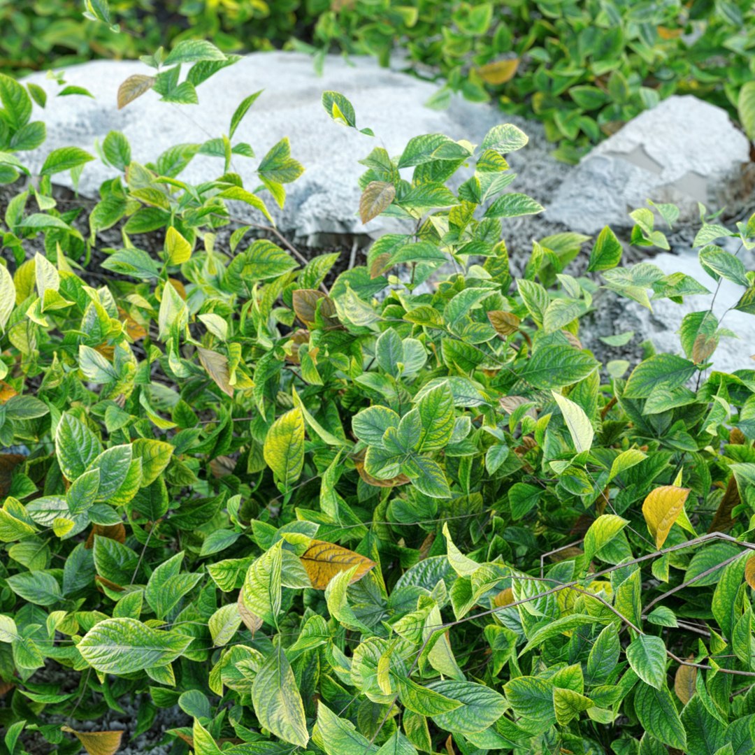 Plants In Rocky Base 3D Model - TurboSquid 1954183