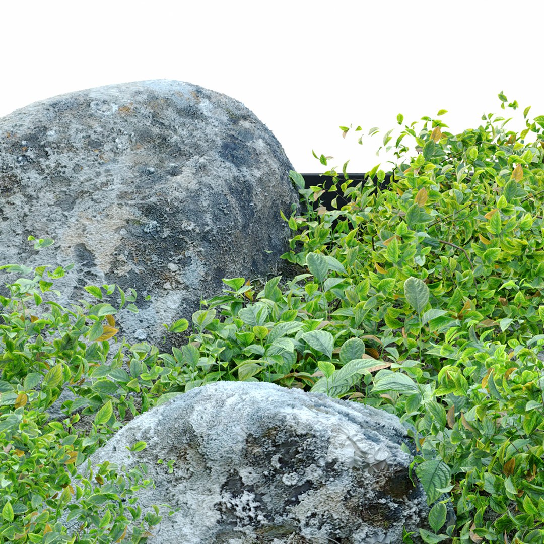 Plants In Rocky Base 3D Model - TurboSquid 1954183