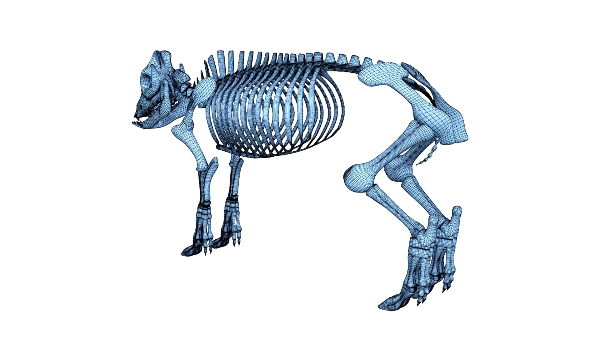 Animals Skeletons 4 in 1 model - TurboSquid 1983988