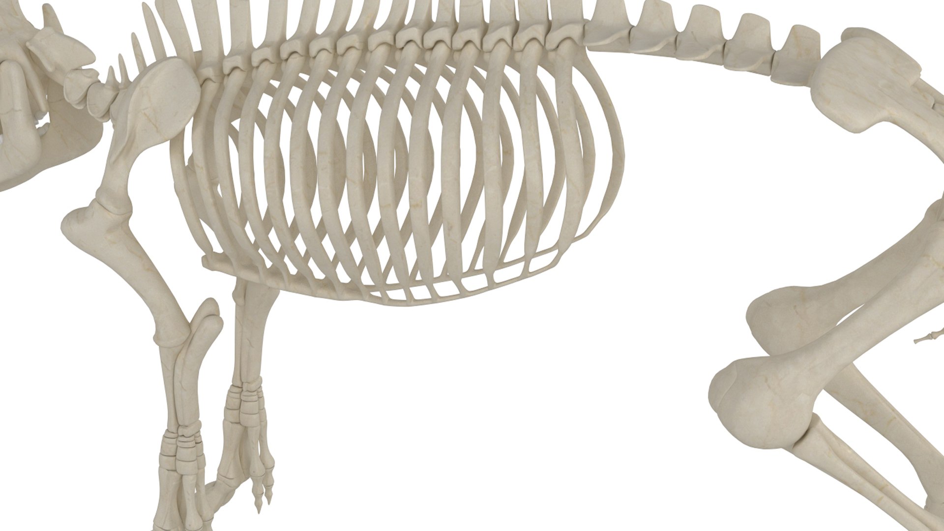 Animals Skeletons 4 in 1 model - TurboSquid 1983988