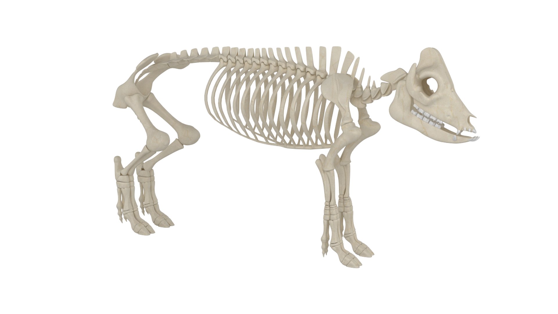 Animals Skeletons 4 in 1 model - TurboSquid 1983988