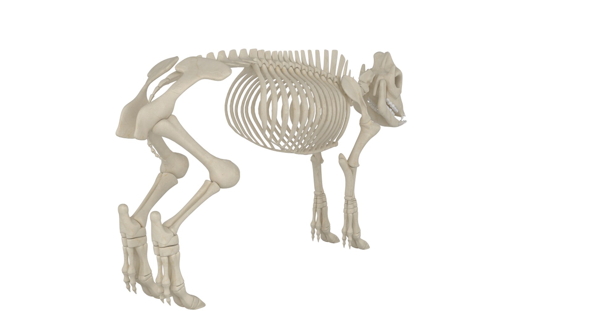 Animals Skeletons 4 in 1 model - TurboSquid 1983988