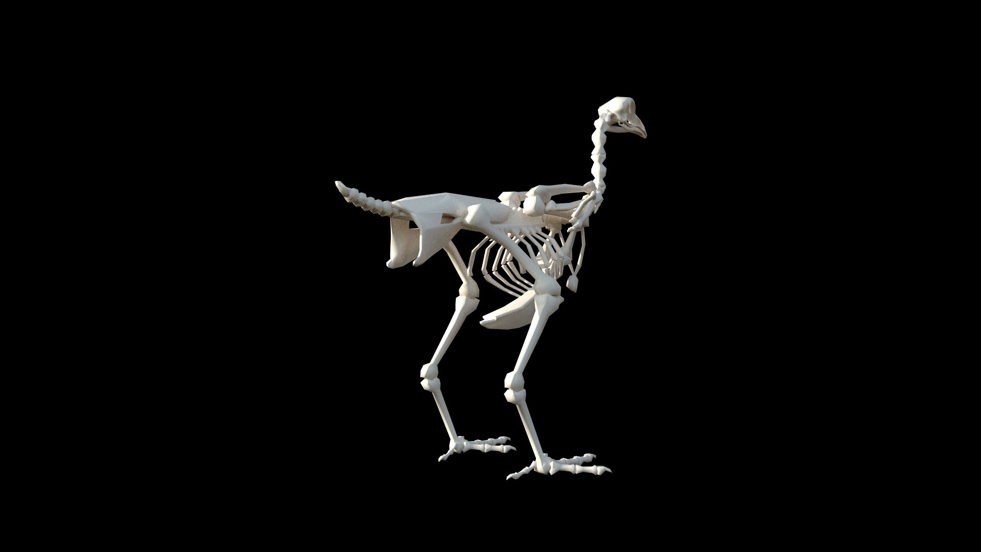 3D Low Poly Hen Skeleton - TurboSquid 1981047