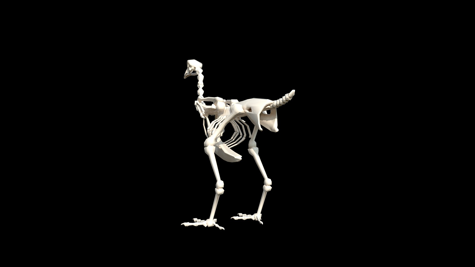 3D Low Poly Hen Skeleton - TurboSquid 1981047