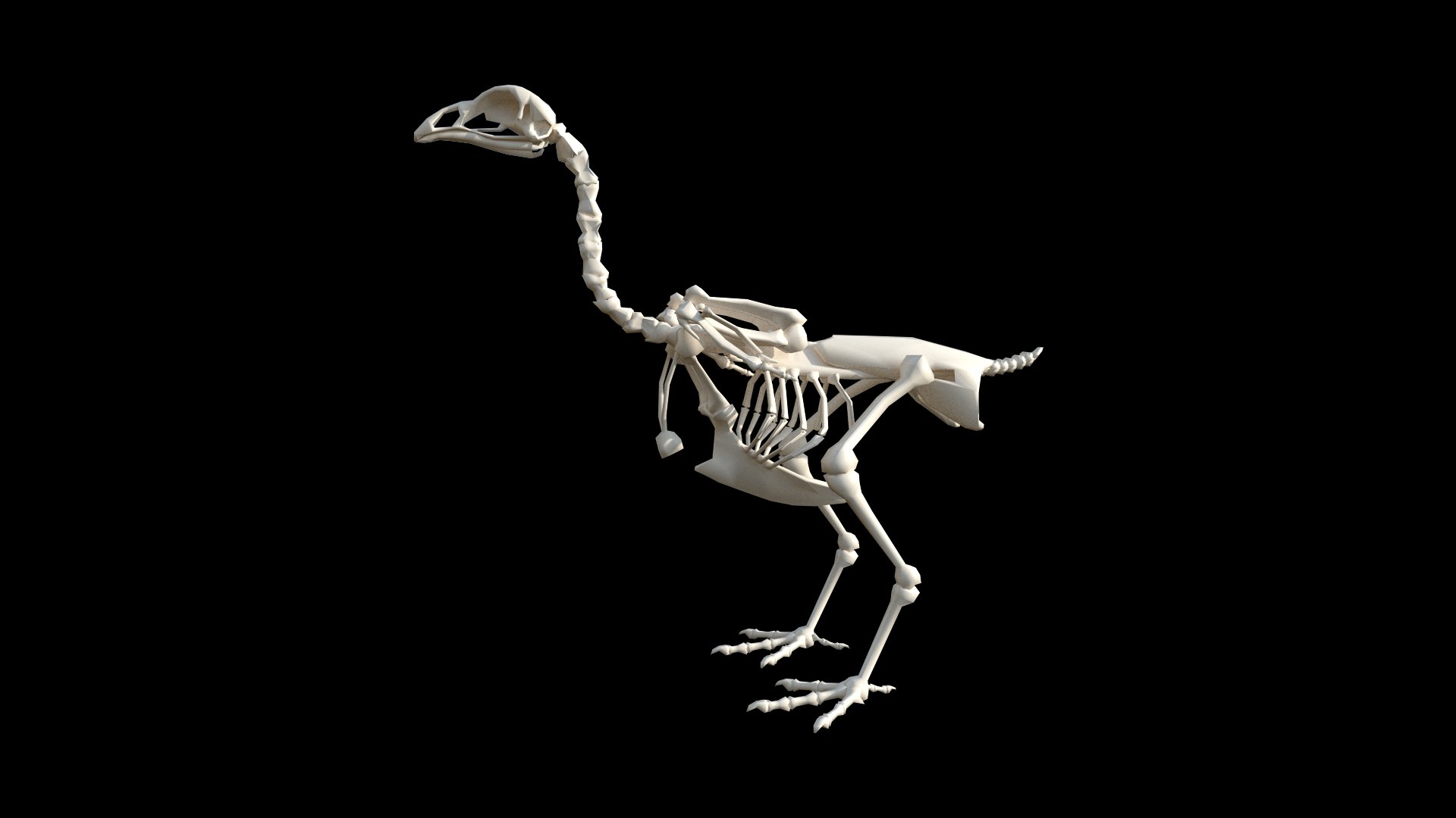 3D Low Poly Hen Skeleton - TurboSquid 1981047