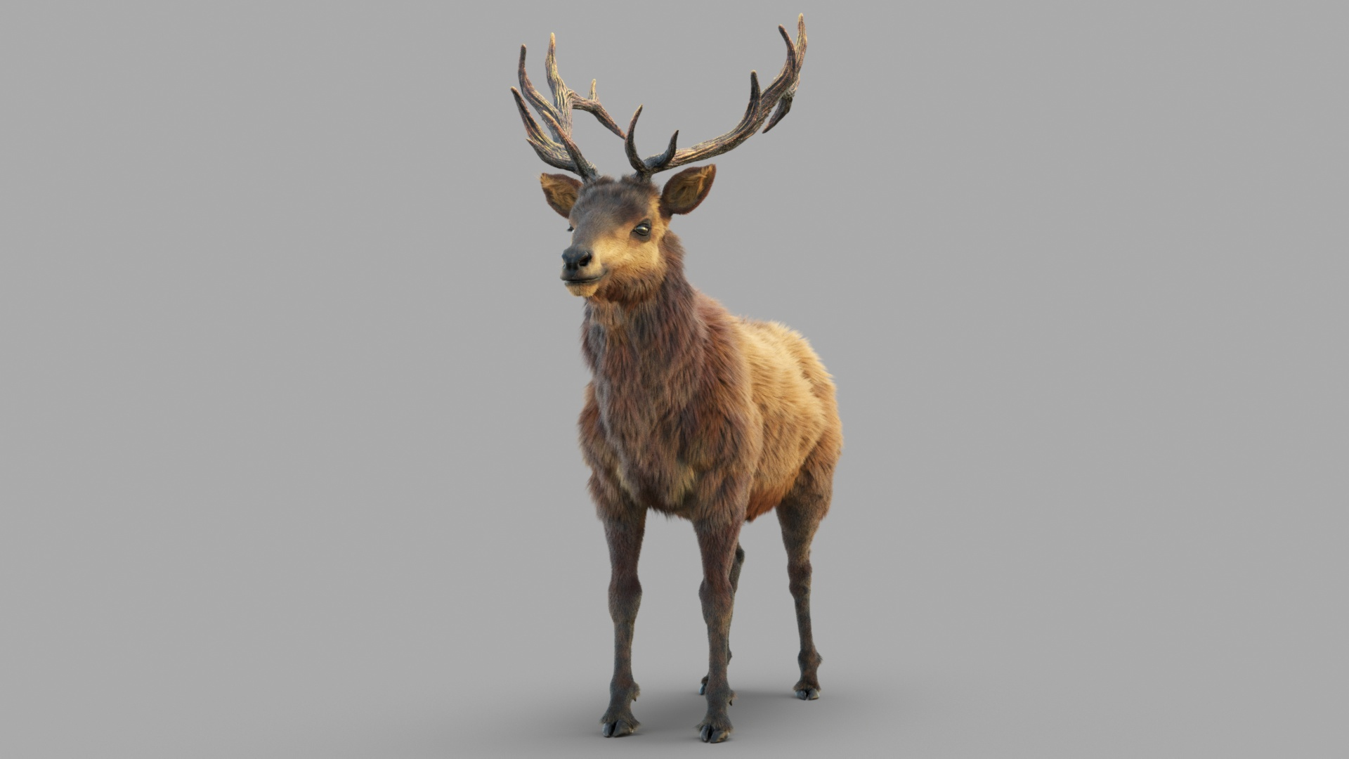 Red Elk Animal