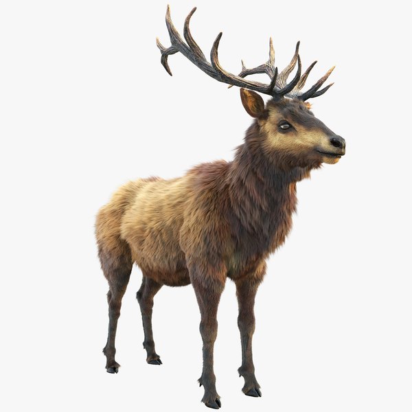Elk 3D Models for Download | TurboSquid