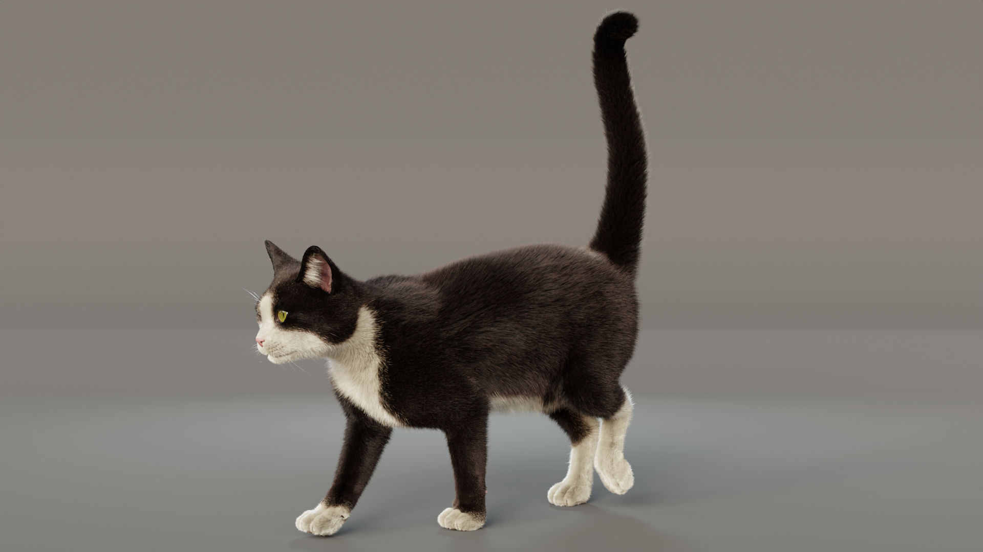 Cat Tuxedo Rigged Animated 3D - TurboSquid 2089498