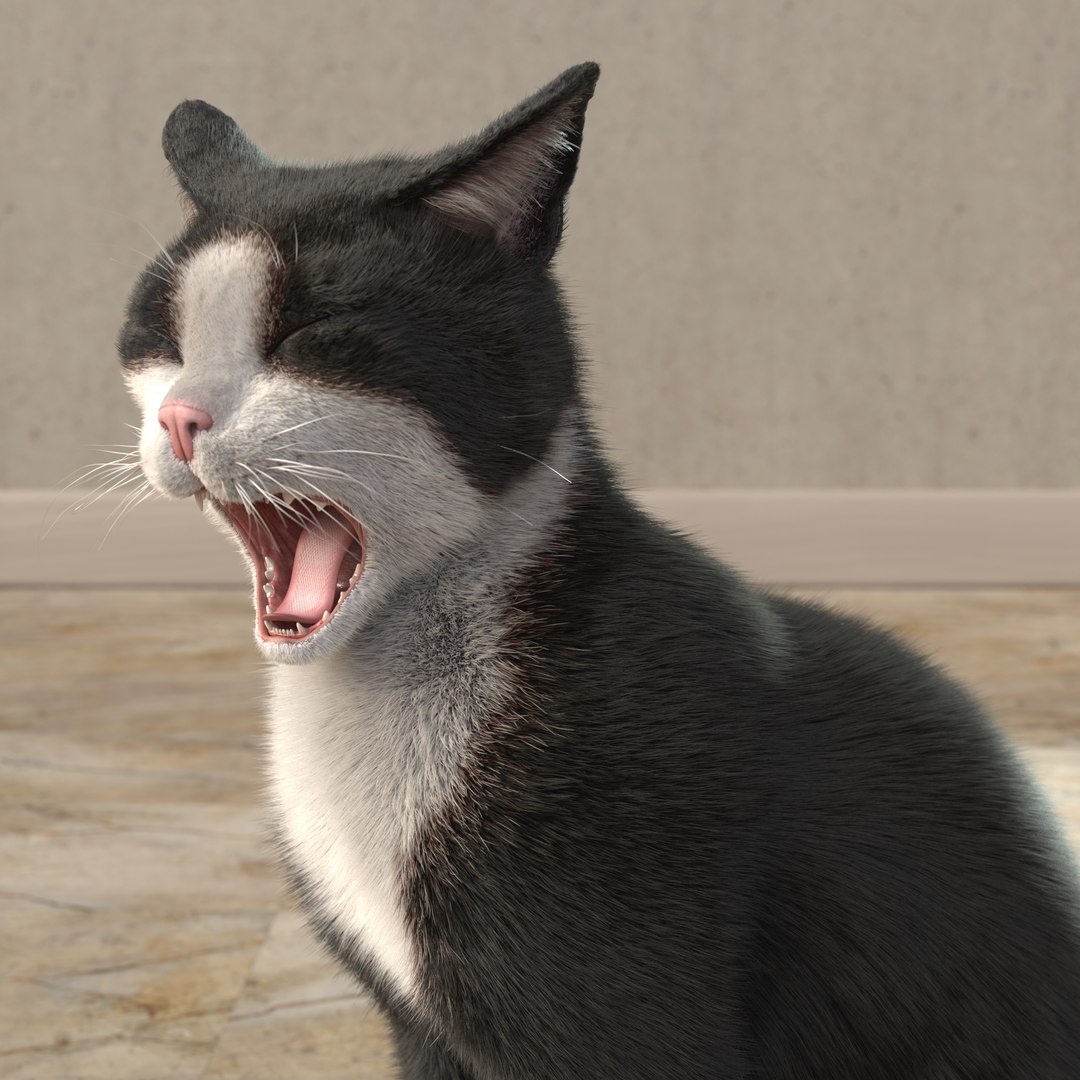 Cat Tuxedo Rigged Animated 3D - TurboSquid 2089498