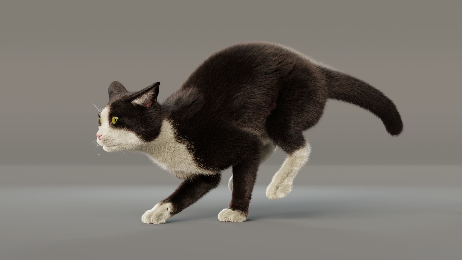 Cat Tuxedo Rigged Animated 3D - TurboSquid 2089498
