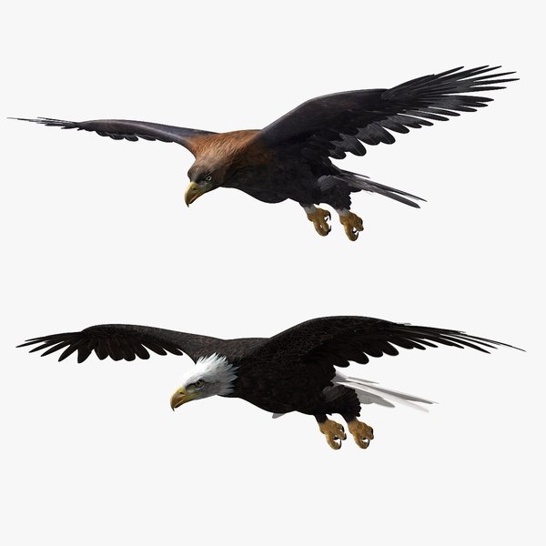 rigged flying eagle animation 3d model