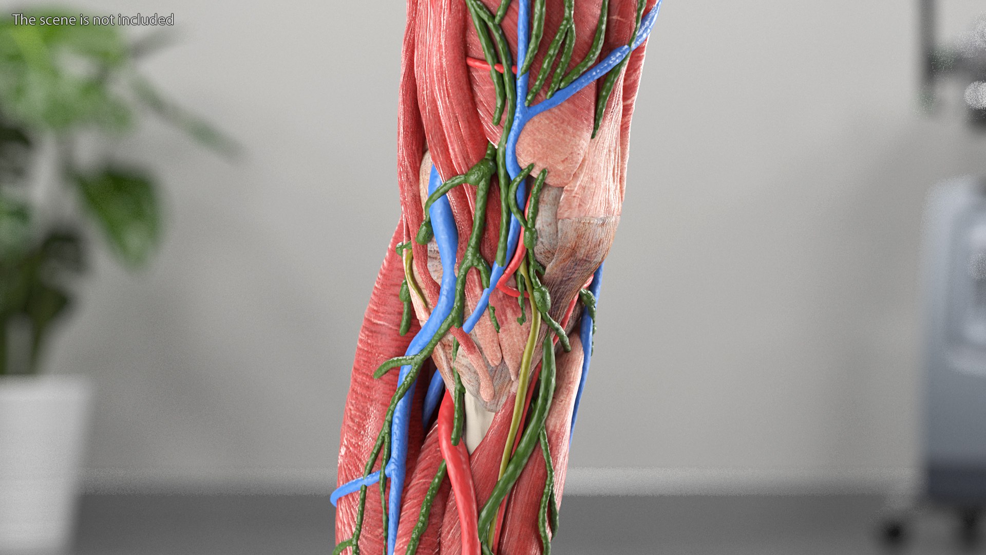Female Anatomy Left Leg 3D - TurboSquid 1851805