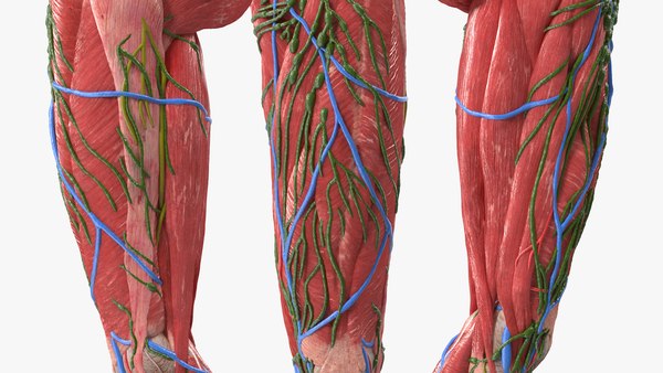 Female Anatomy Left Leg 3D - TurboSquid 1851805