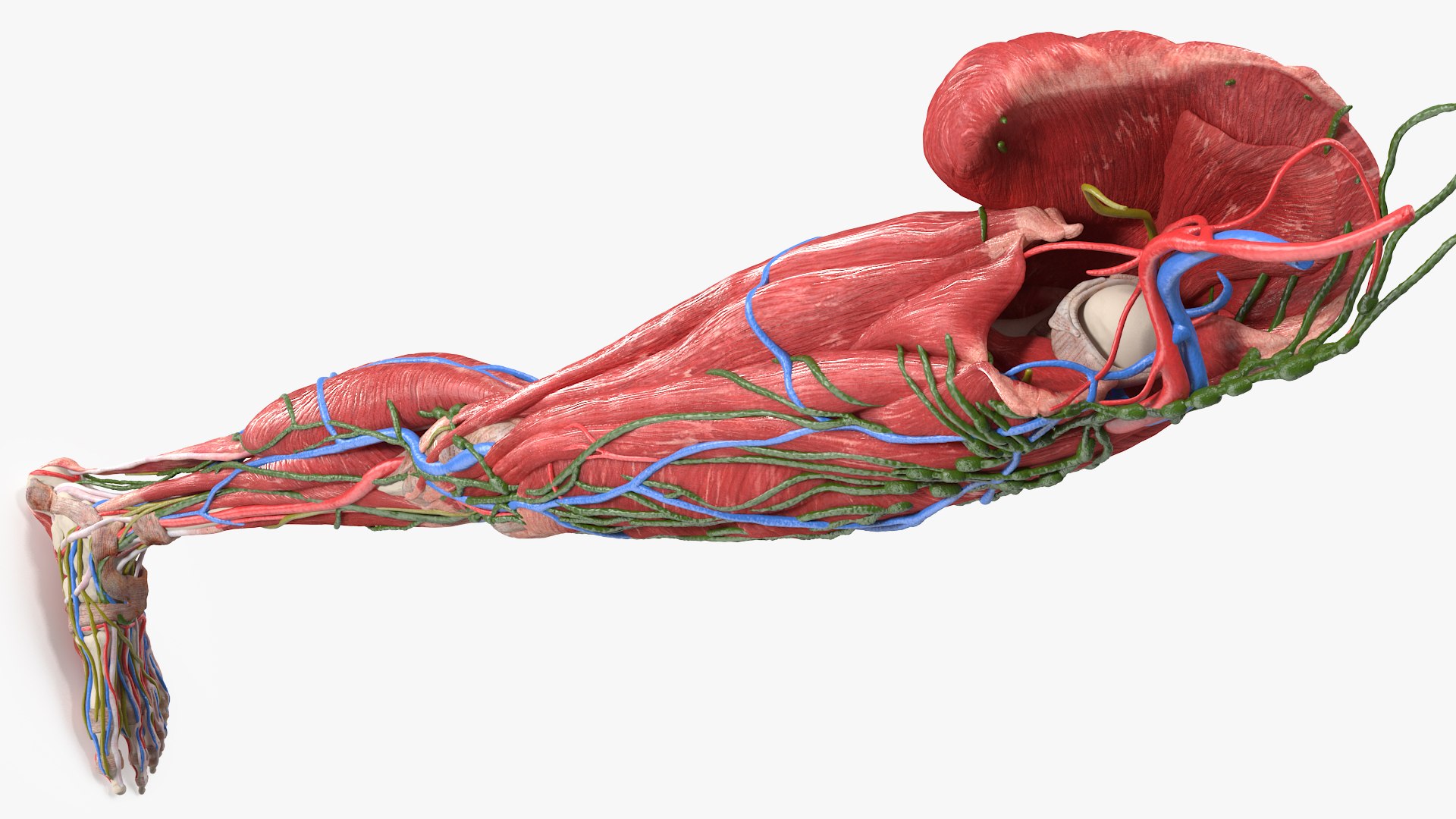 Female Anatomy Left Leg 3D - TurboSquid 1851805