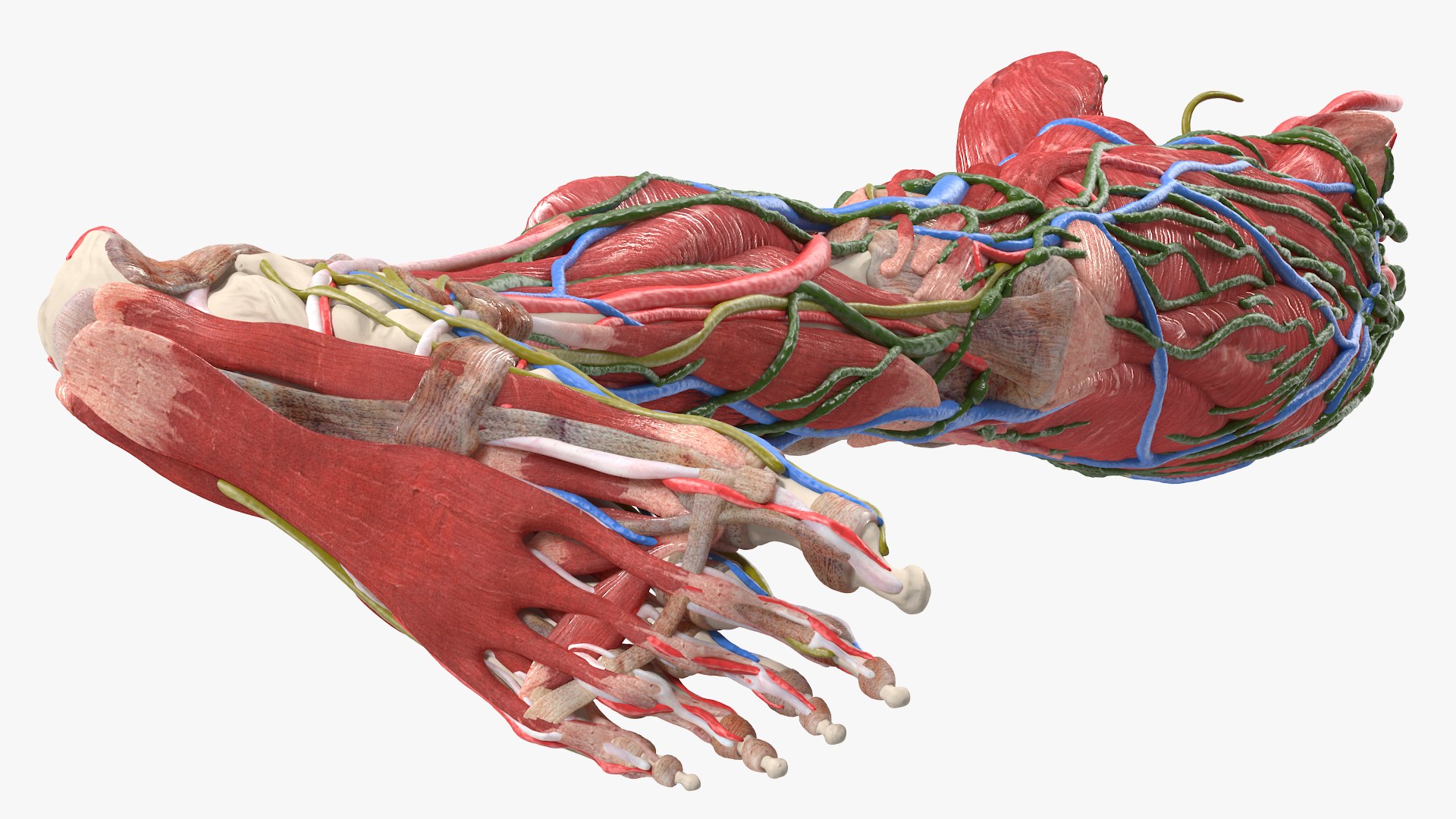 Female Anatomy Left Leg 3D - TurboSquid 1851805