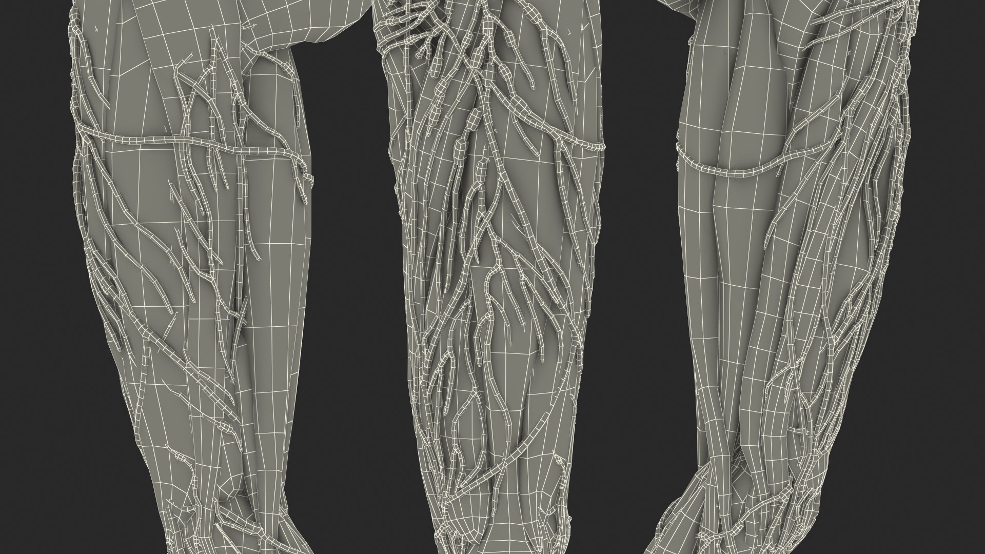 Female Anatomy Left Leg 3D - TurboSquid 1851805