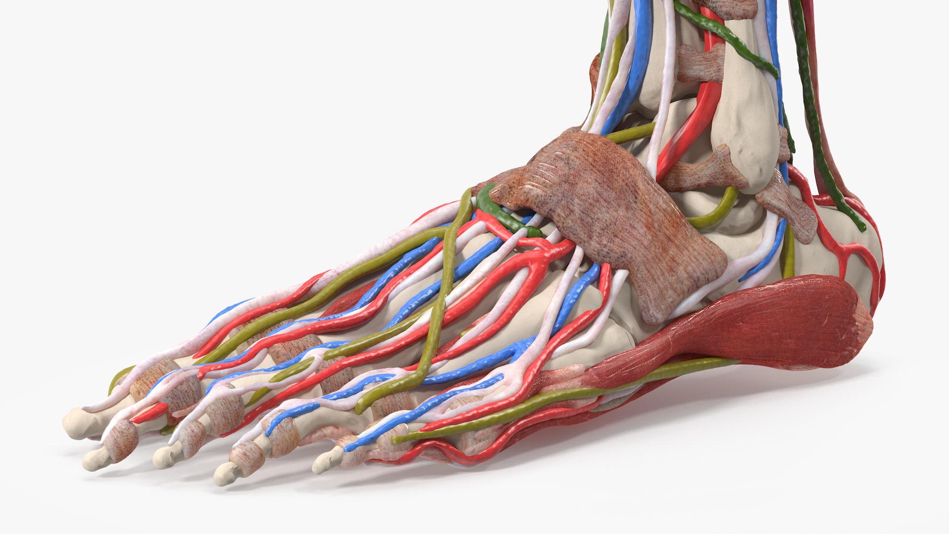 Female Anatomy Left Leg 3D - TurboSquid 1851805