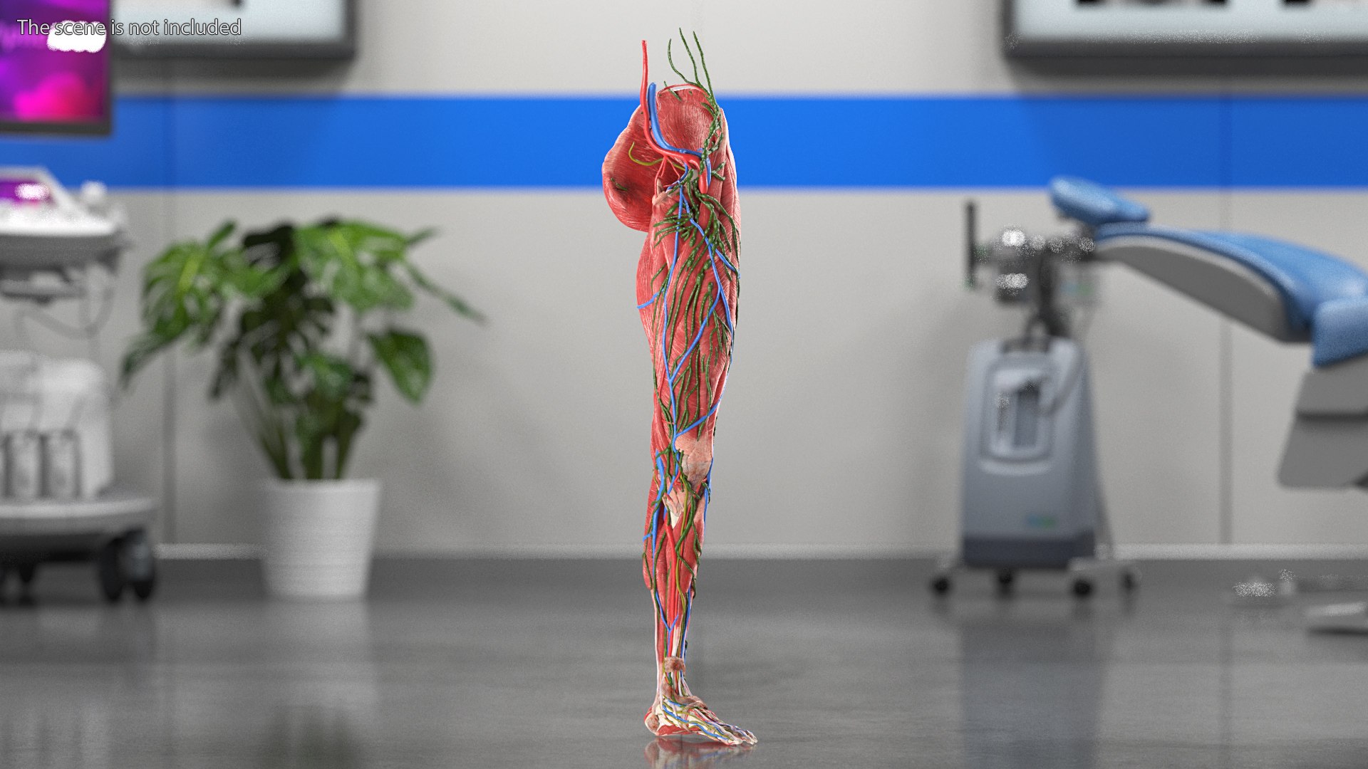 Female Anatomy Left Leg 3D - TurboSquid 1851805