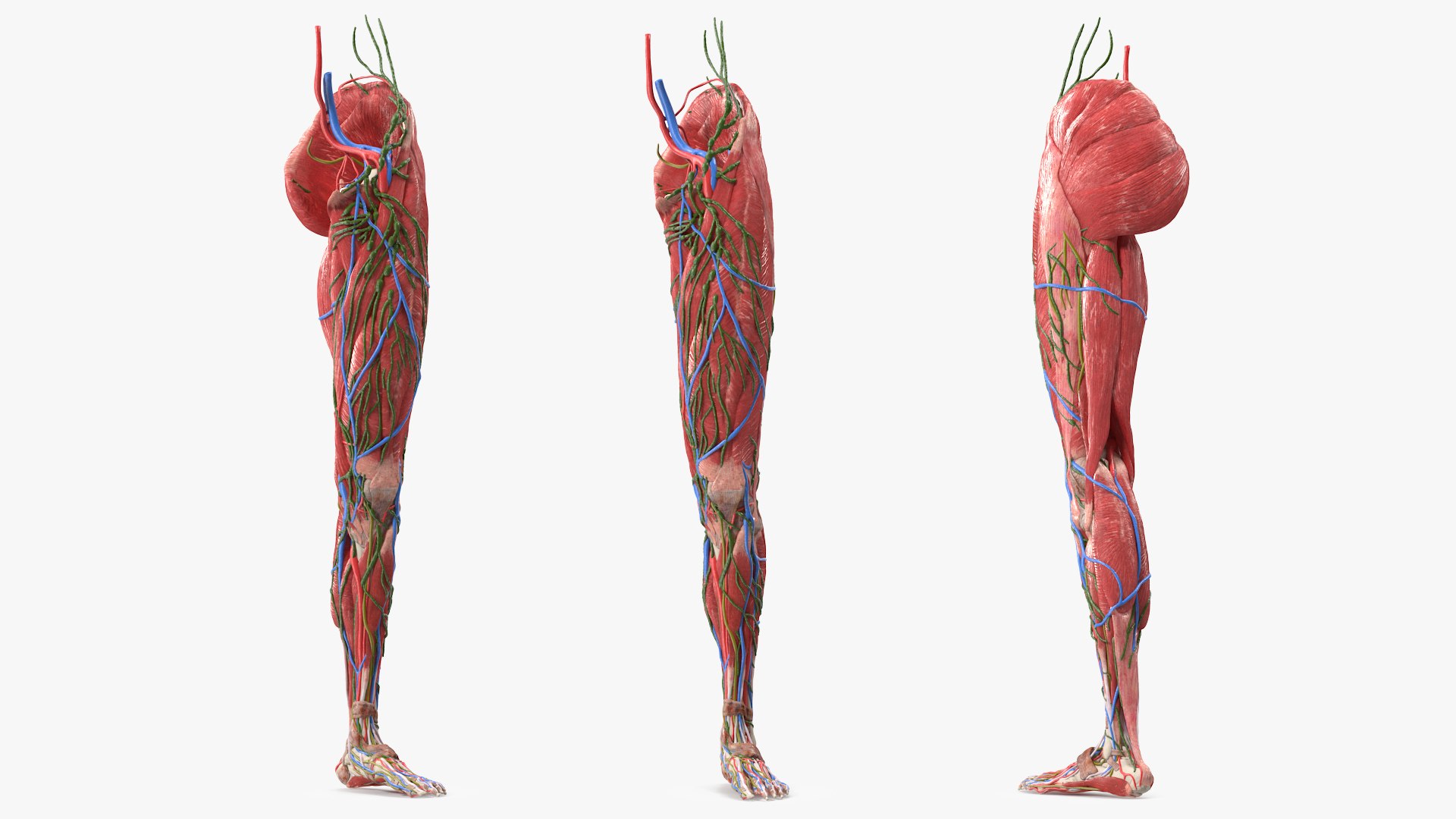 Female Anatomy Left Leg 3D - TurboSquid 1851805