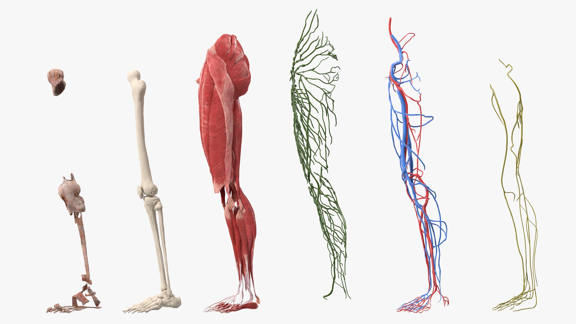Female Anatomy Left Leg 3D - TurboSquid 1851805