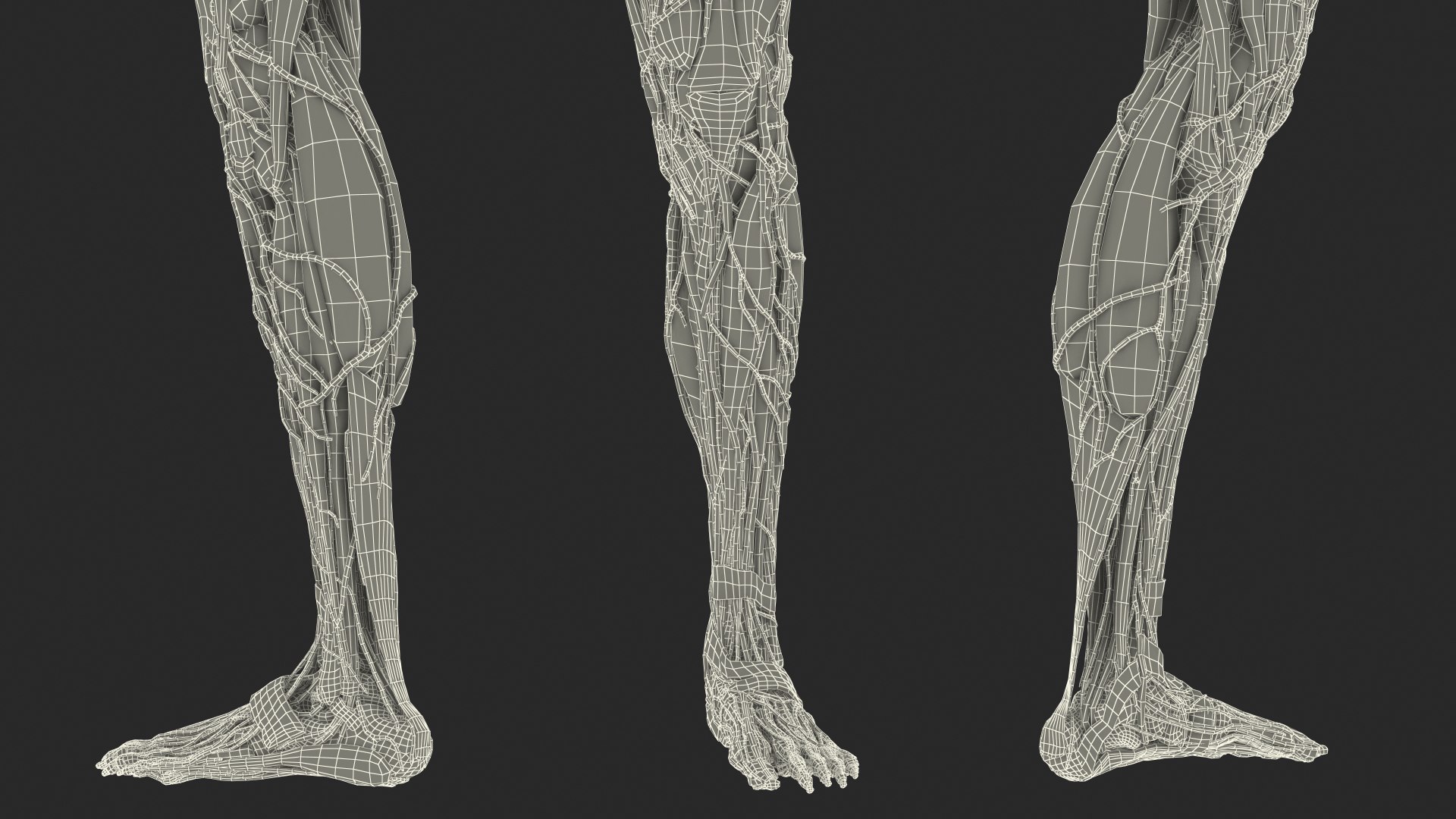 Female Anatomy Left Leg 3D - TurboSquid 1851805