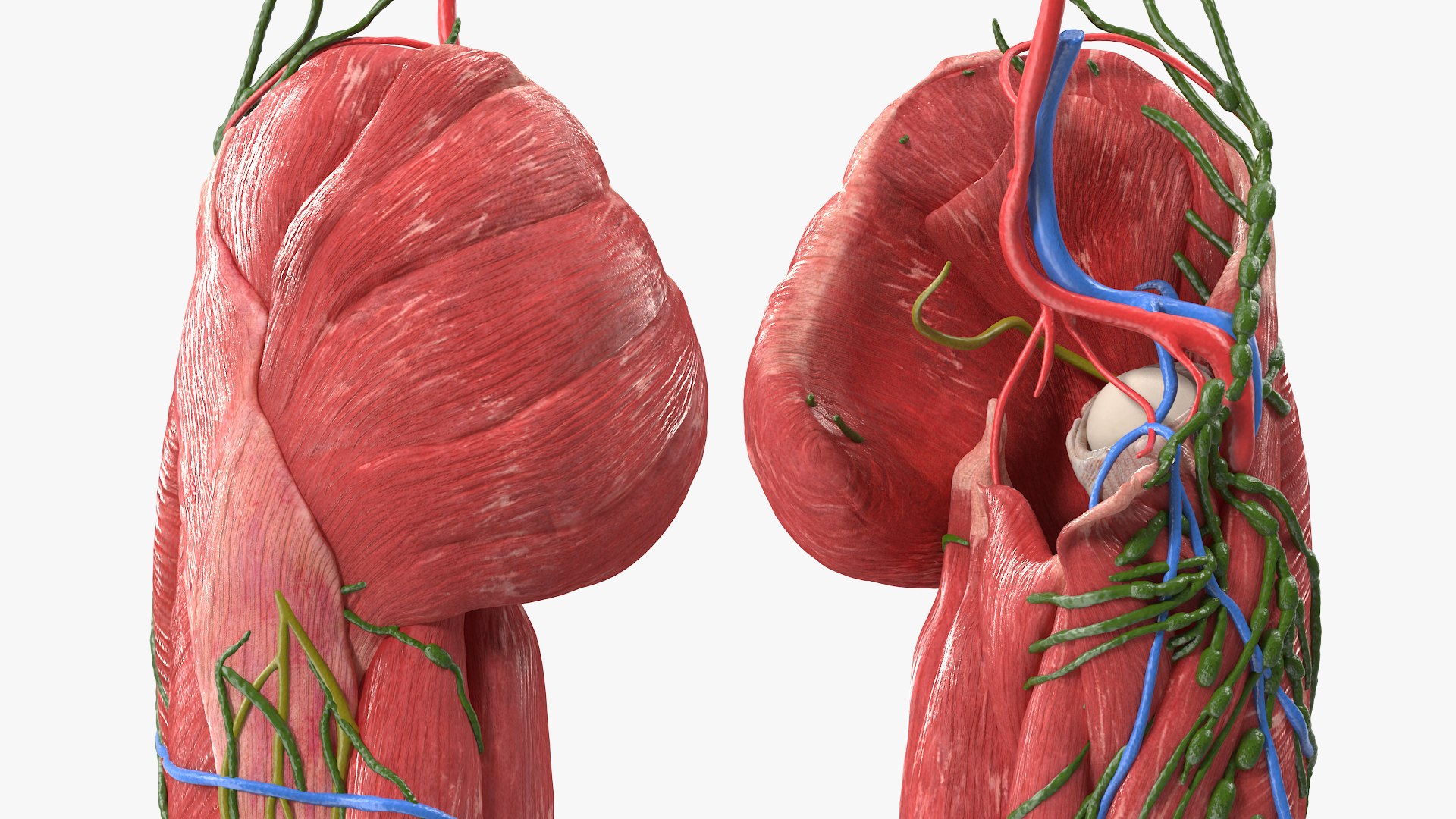 Female Anatomy Left Leg 3D - TurboSquid 1851805