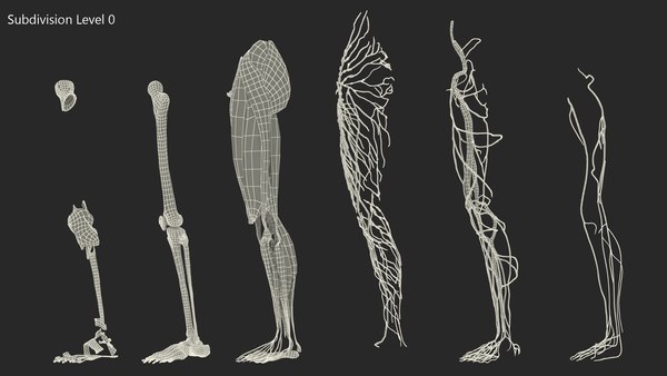 Female Anatomy Left Leg 3D - TurboSquid 1851805