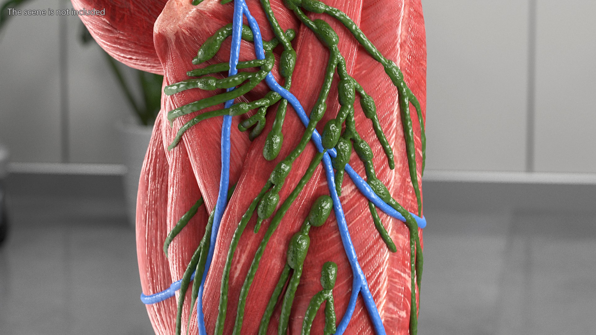 Female Anatomy Left Leg 3D - TurboSquid 1851805