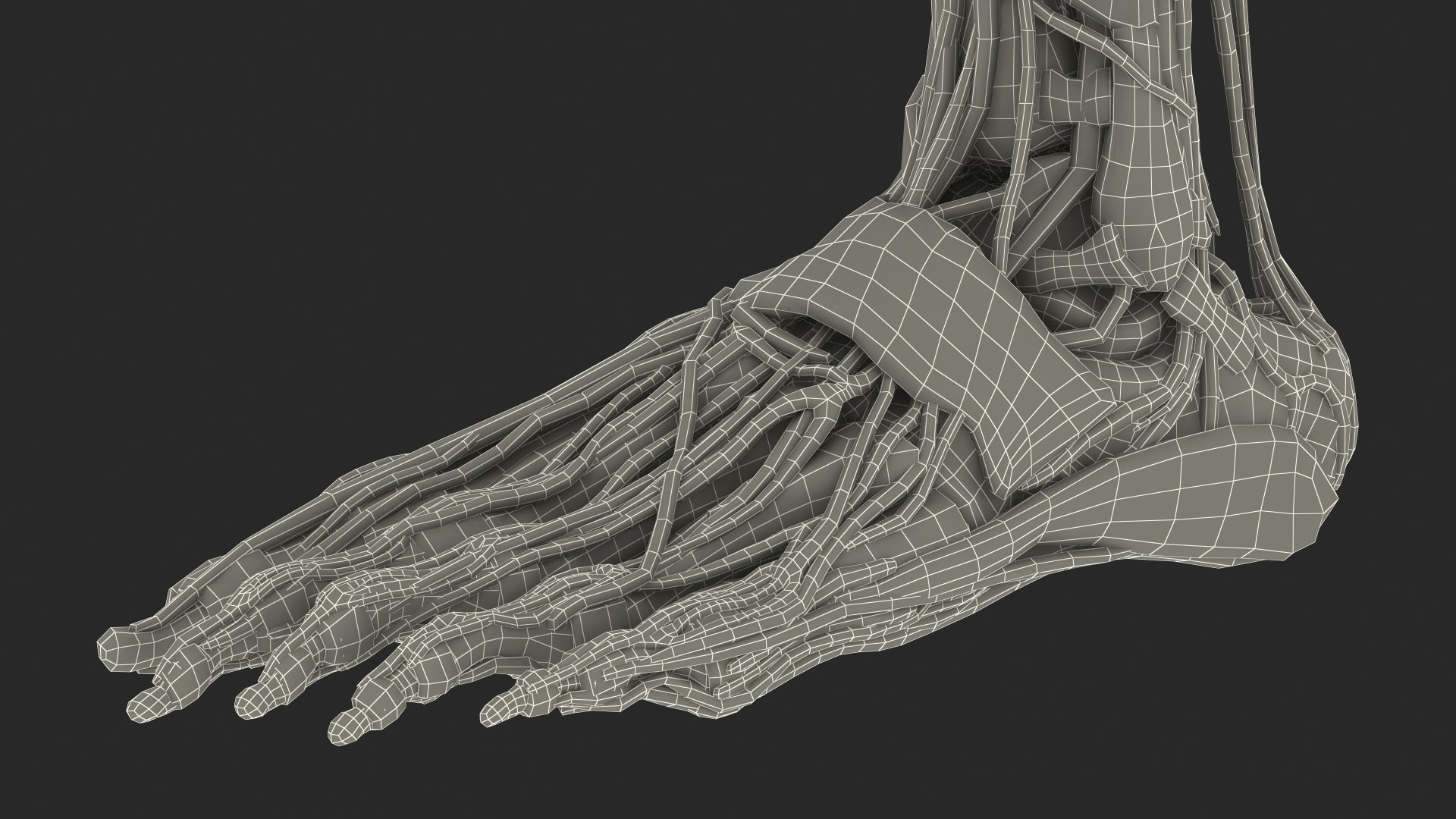 Female Anatomy Left Leg 3D - TurboSquid 1851805