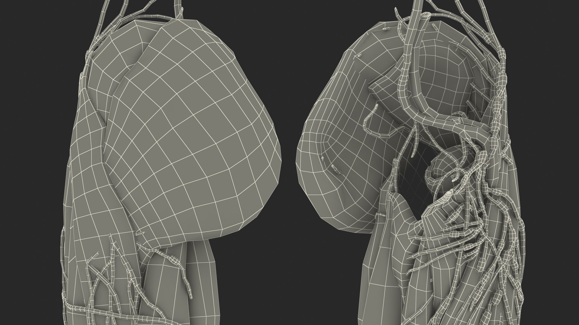 Female Anatomy Left Leg 3D - TurboSquid 1851805