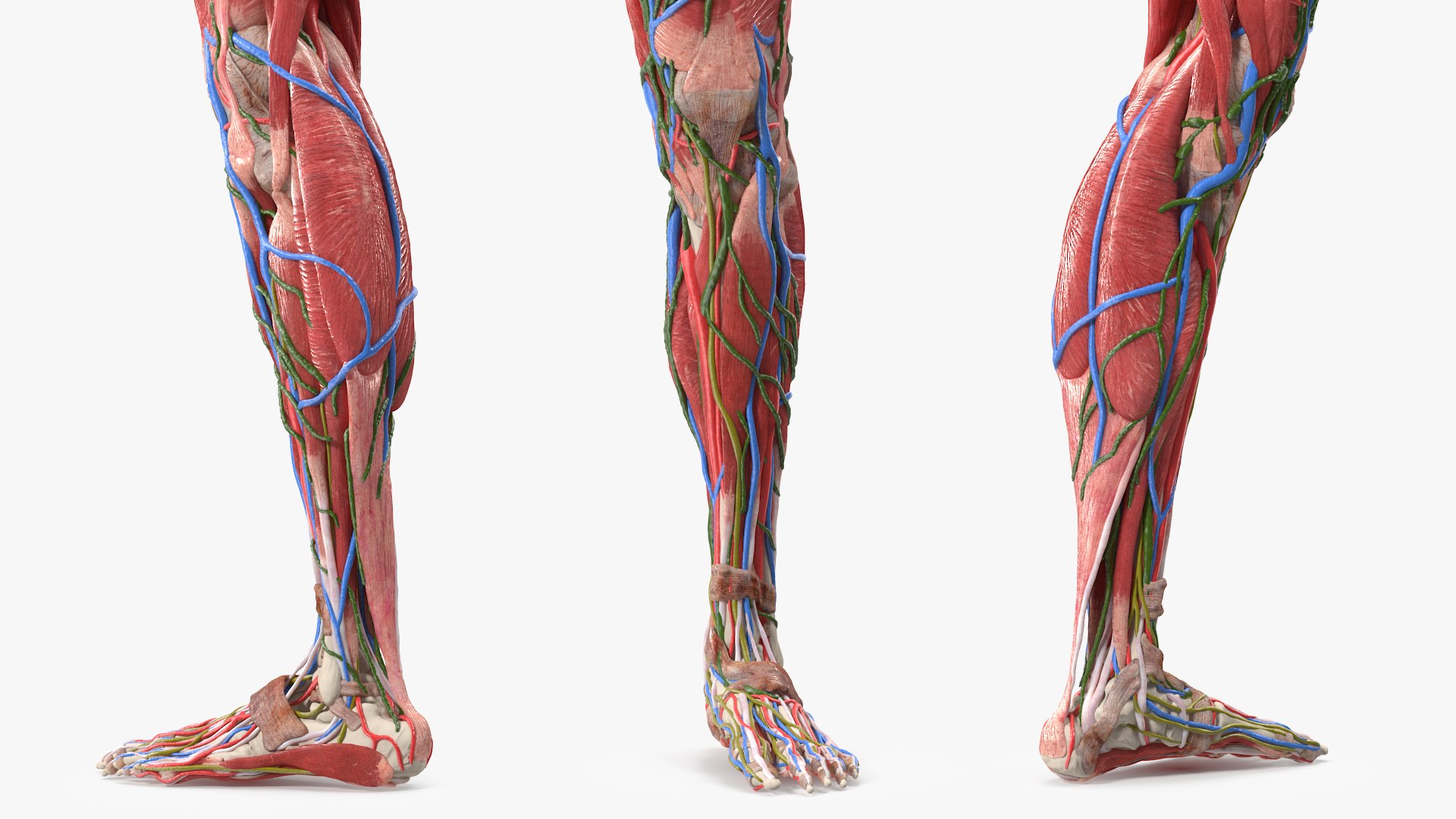 Female Anatomy Left Leg 3D - TurboSquid 1851805