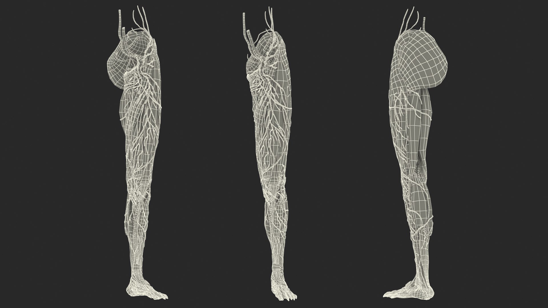Female Anatomy Left Leg 3D - TurboSquid 1851805
