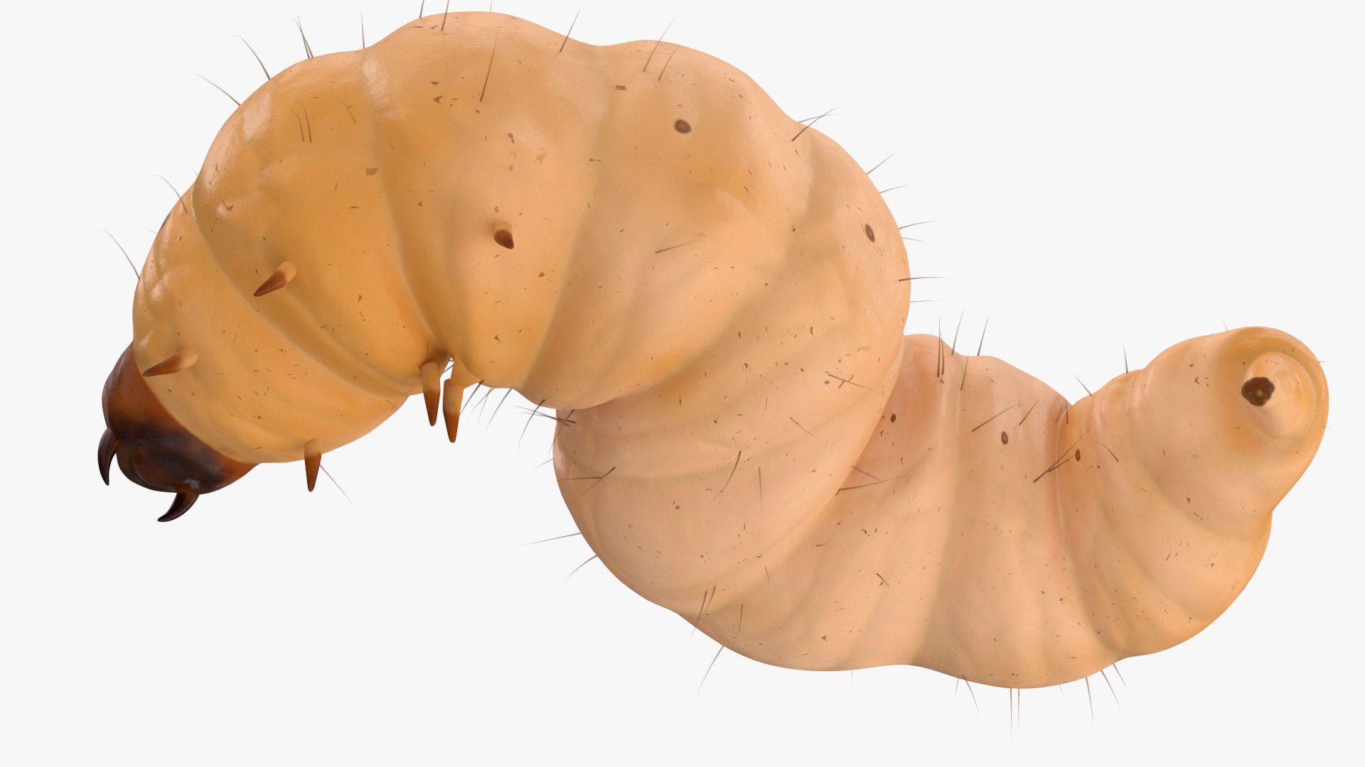 Maggot Fly Rigged Fur 3D - TurboSquid 2164581