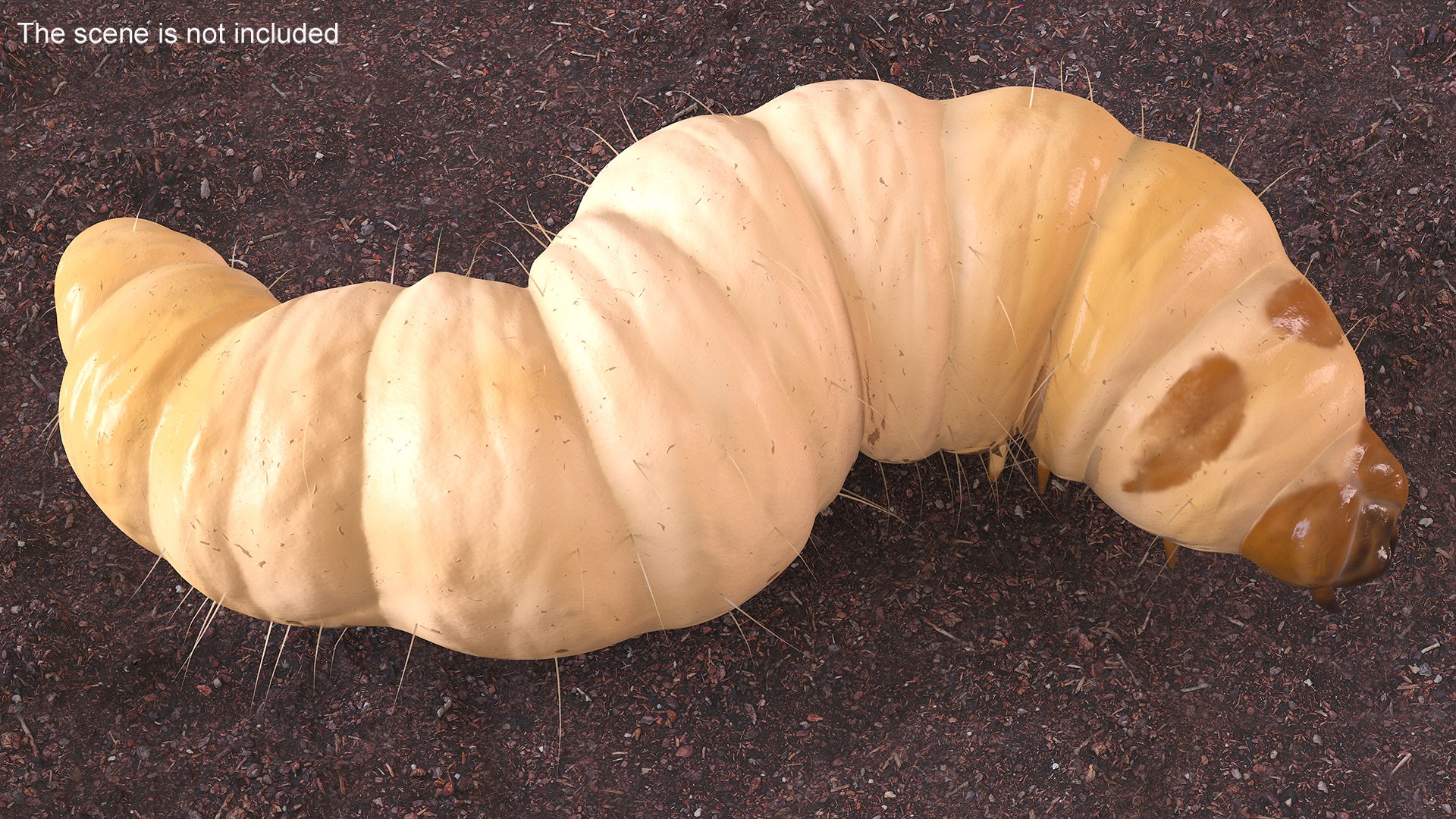 Maggot Fly Rigged Fur 3D - TurboSquid 2164581