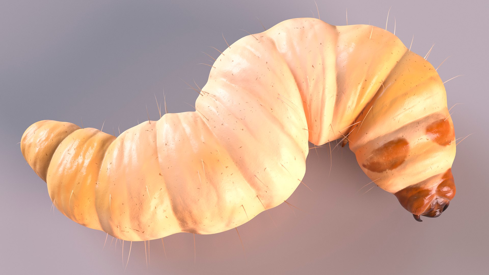 Maggot Fly Rigged Fur 3D - TurboSquid 2164581