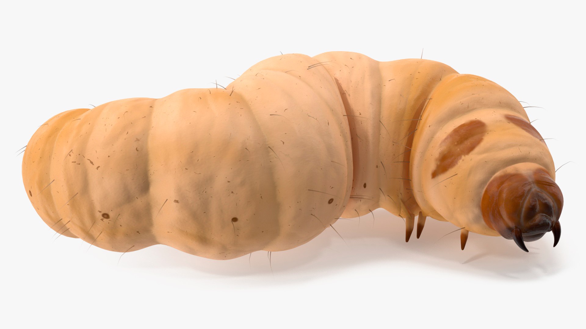 Maggot Fly Rigged Fur 3D - TurboSquid 2164581