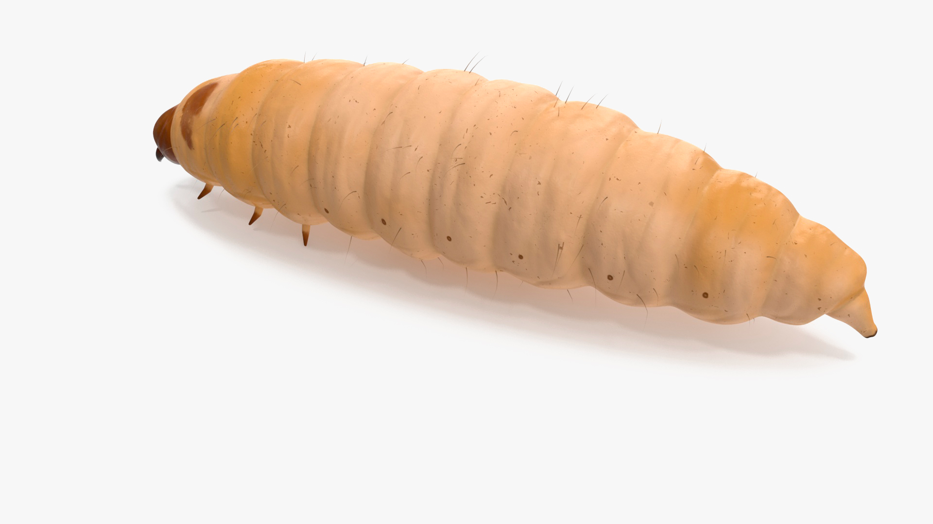 Maggot Fly Rigged Fur 3D - TurboSquid 2164581