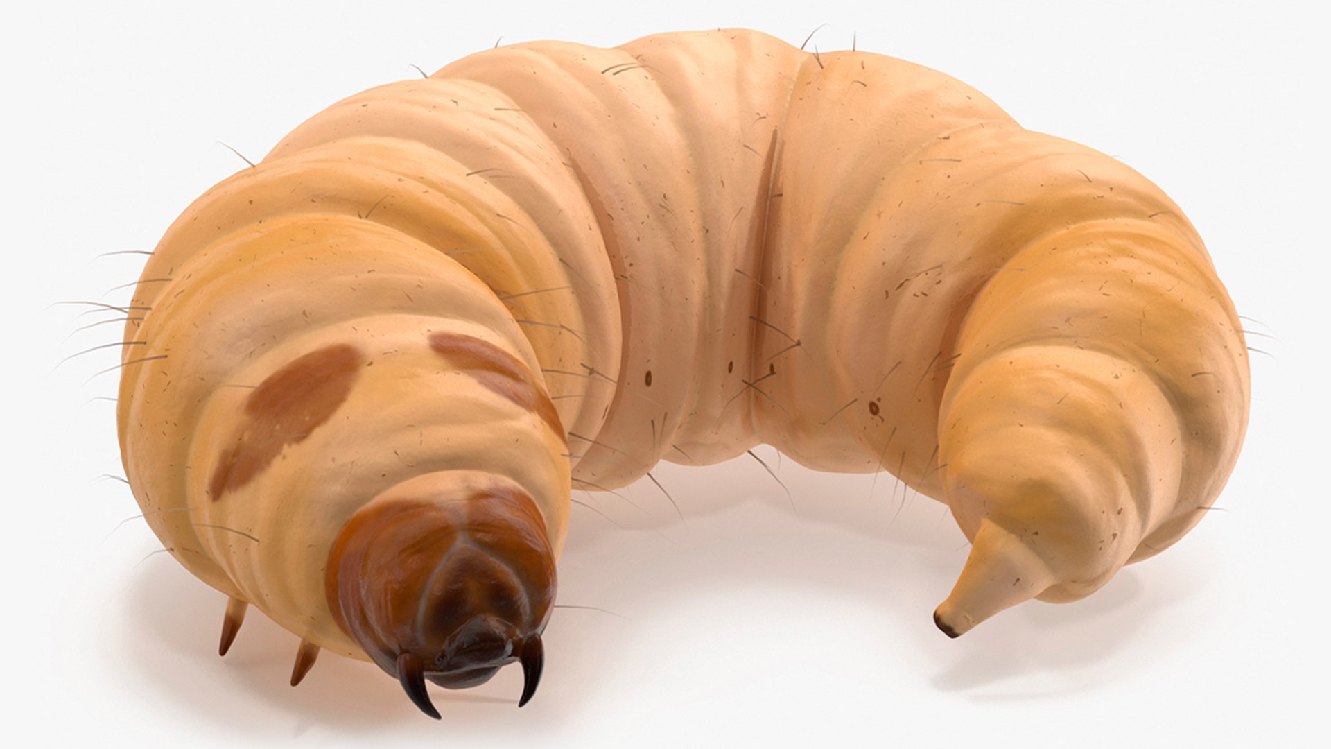Maggot Fly Rigged Fur 3D - TurboSquid 2164581