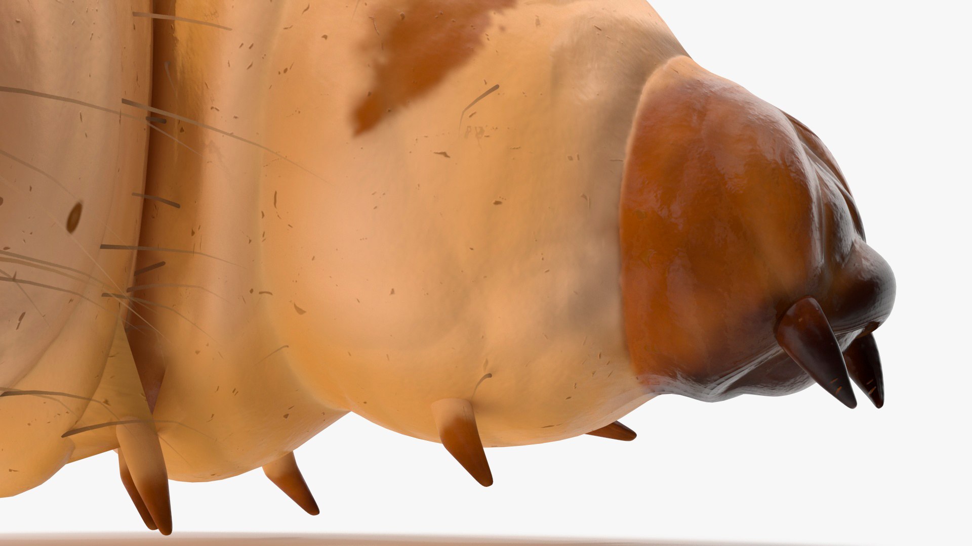 Maggot Fly Rigged Fur 3D - TurboSquid 2164581