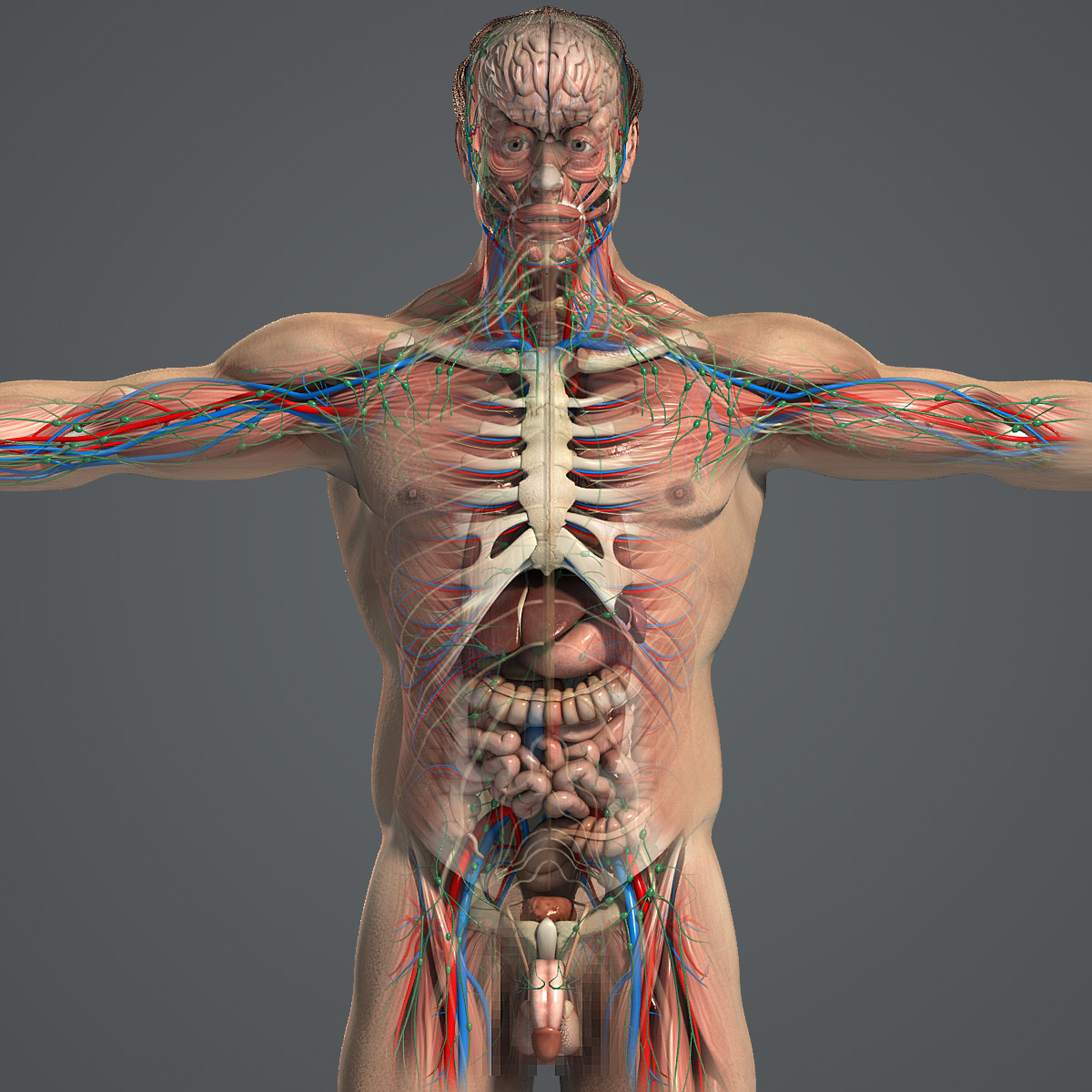 Pacote de Anatomia Masculina Completo (Texturizado Modelo 3D - TurboSquid 598226