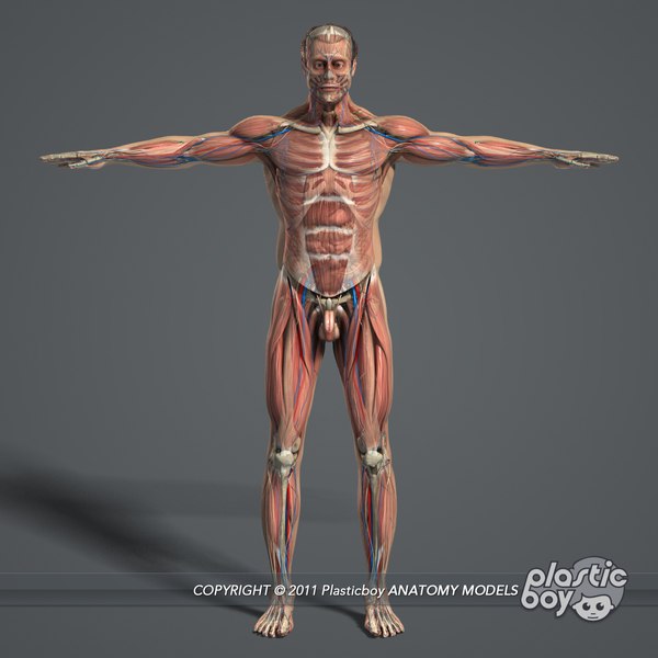 complete male anatomy 3d model