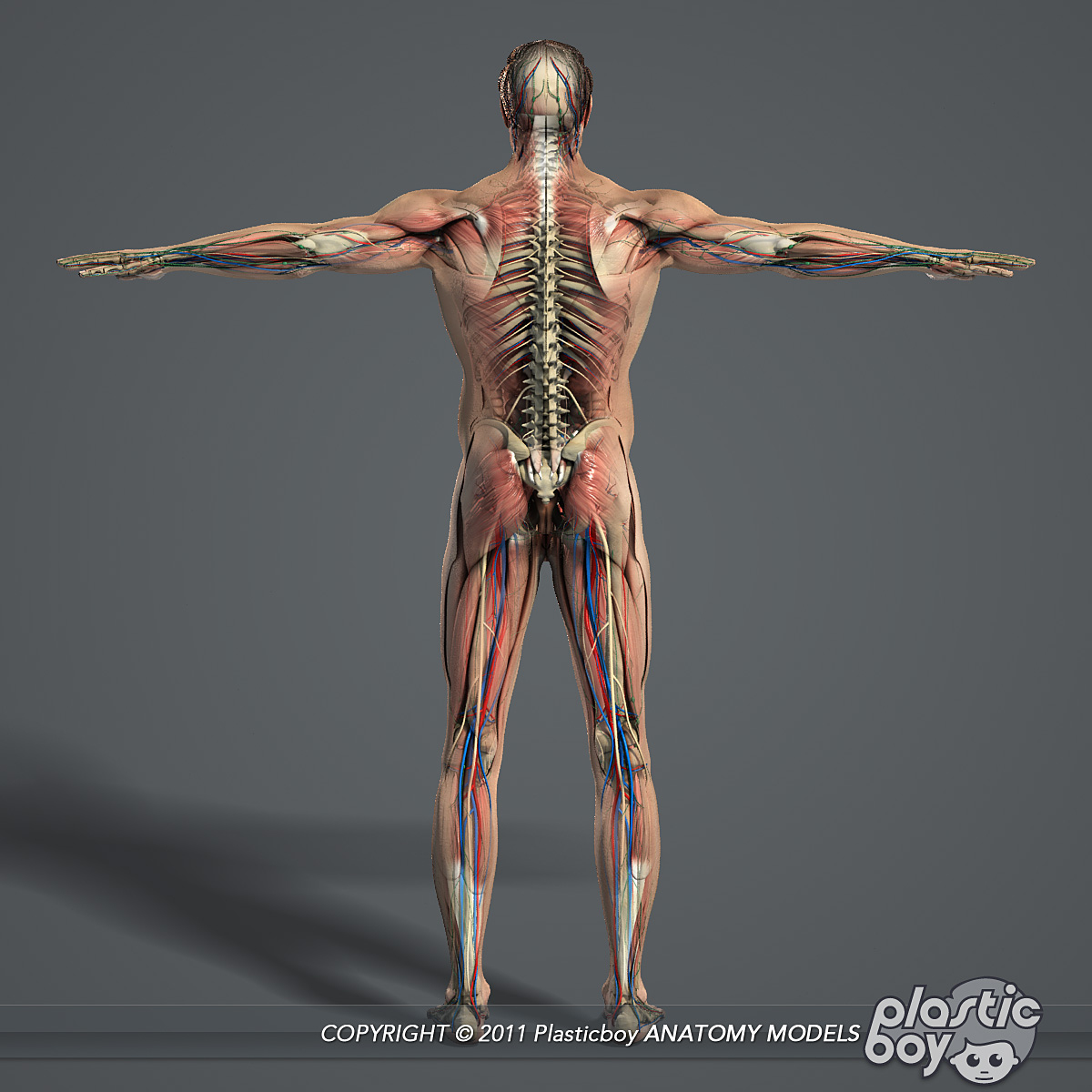 complete male anatomy 3d model