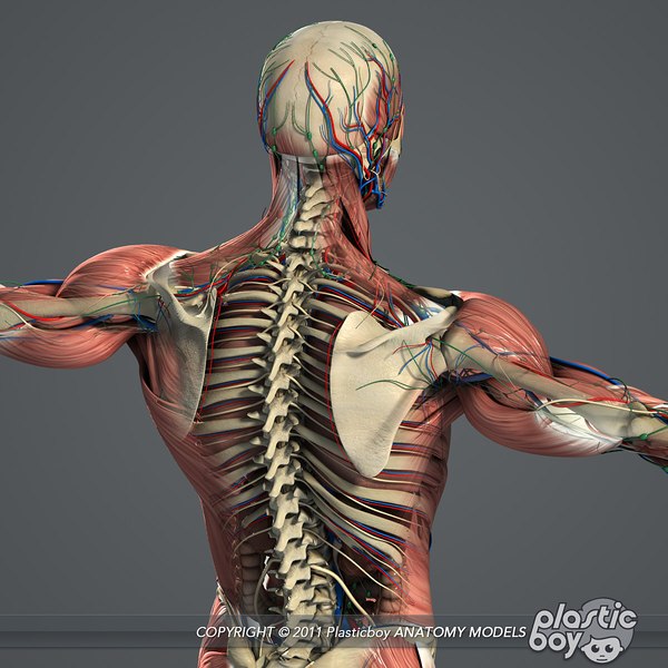 complete male anatomy 3d model