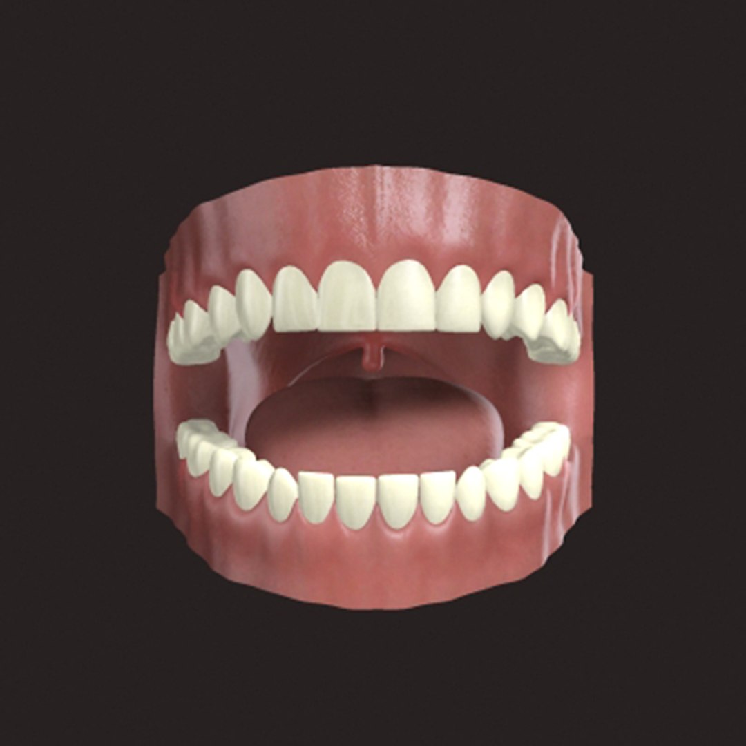 3d Gums Tongue Model