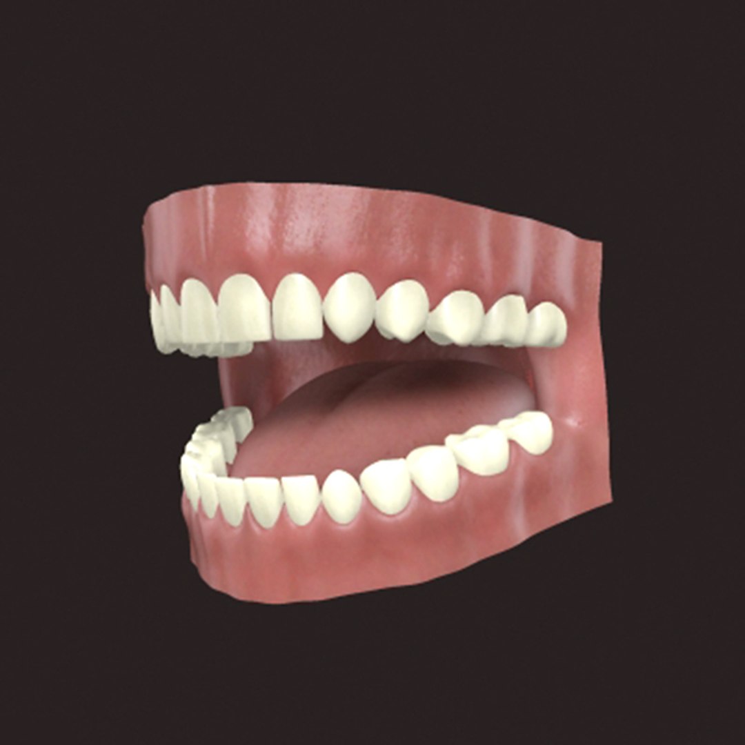 3d Gums Tongue Model